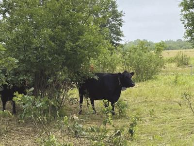 Virtual fencing technology first look debut at the Refuge | Community ...