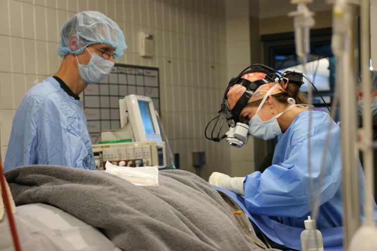 Monk seals receive surgery to restore sight at Minnesota Zoo | Apple ...