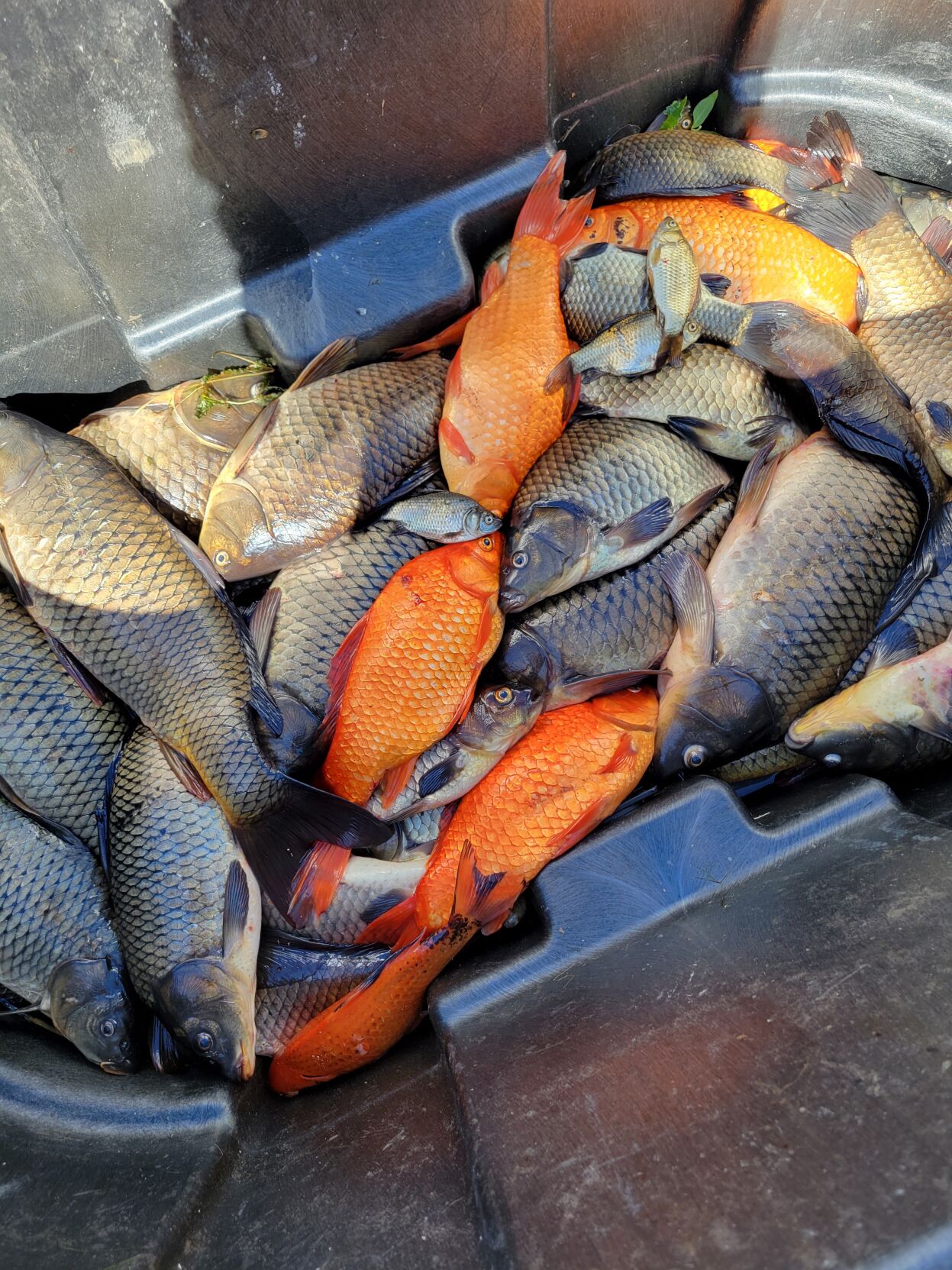 Dakota County organization uses new technology to limit invasive fish ...