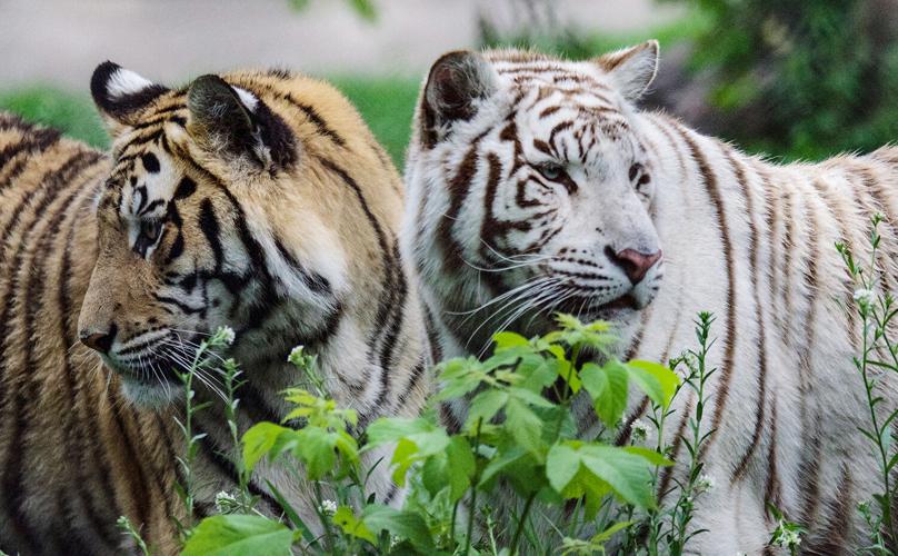 Pine Grove Zoo improves animal welfare | Local News | hometownsource.com