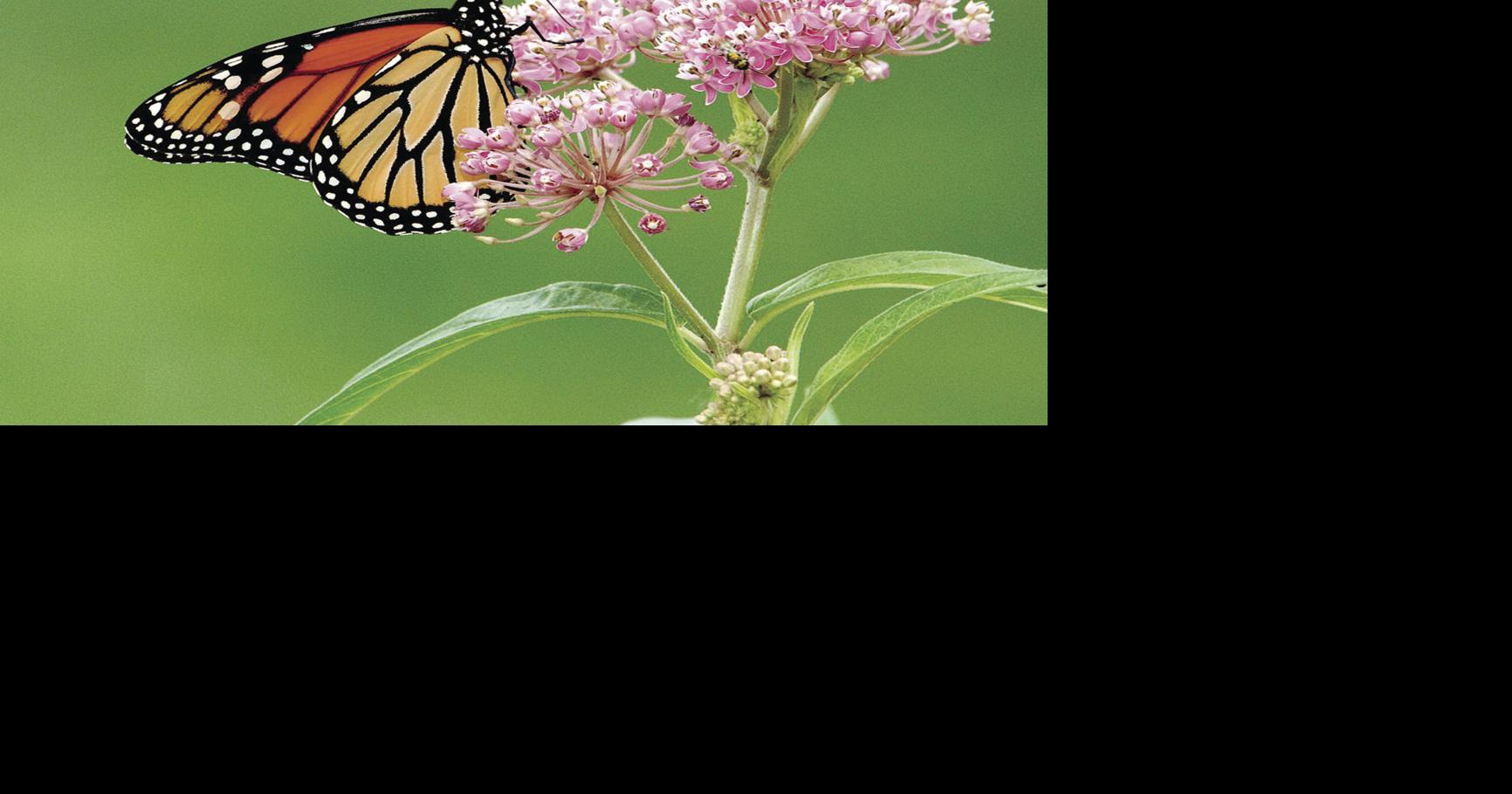 QR-coded monarchs ready to take flight in Edina | Community ...