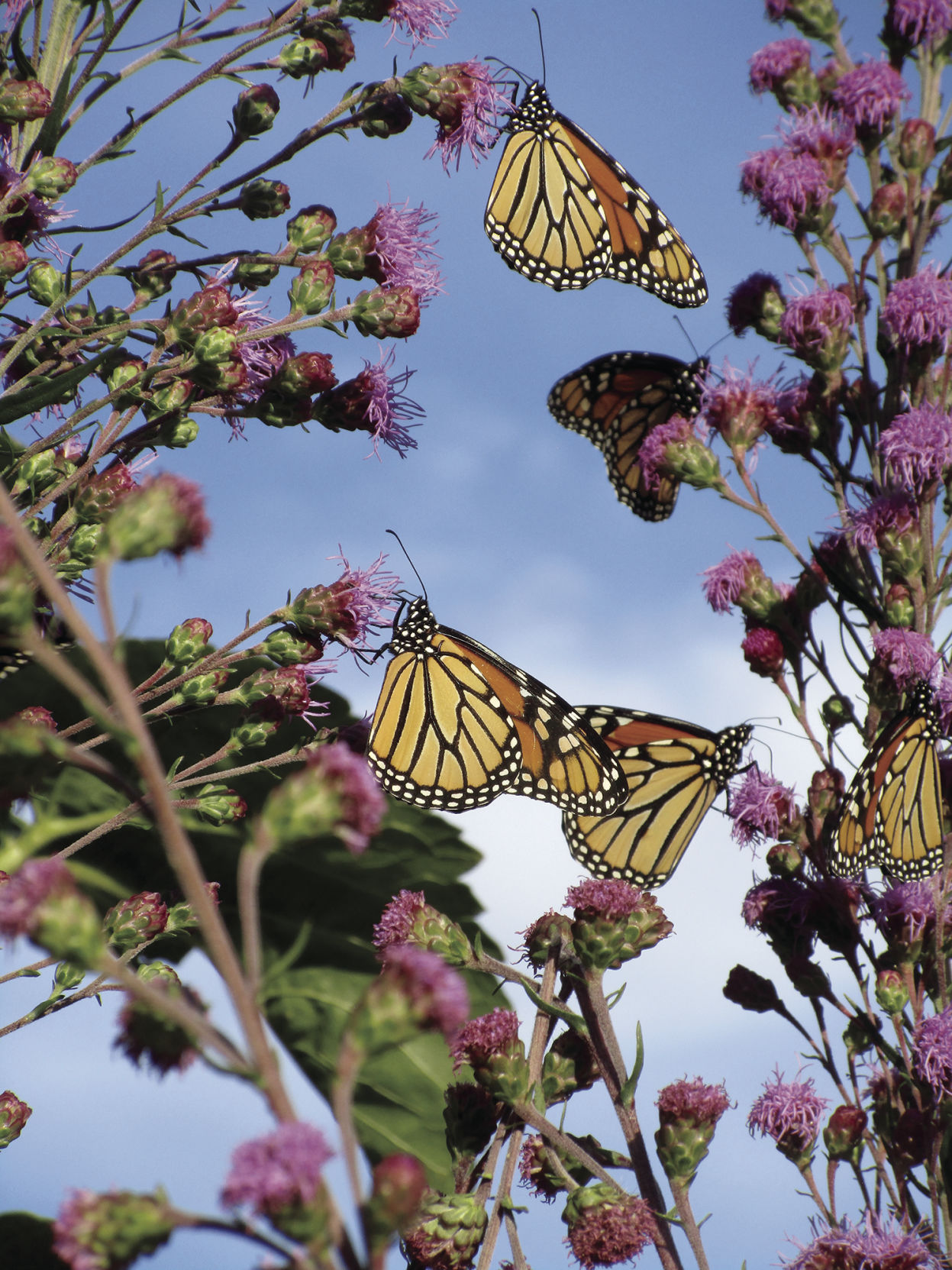 Just living is not enough for St. Louis Park butterflies | Free ...