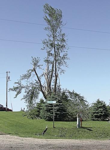 Microburst damages farms, crops in Wednesday storm | Local News ...