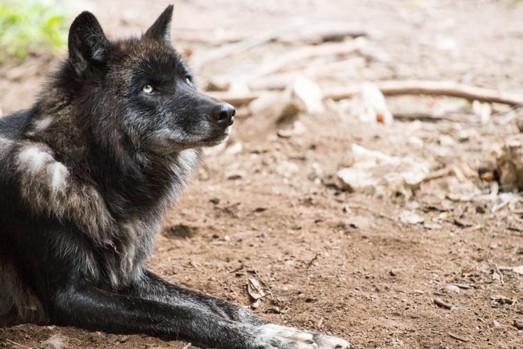 Hawaii teacher travels to see Minnesota Zoo’s wolves | Apple Valley ...