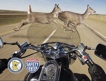 How drivers can stay safe despite "running into" deer on local roads ...