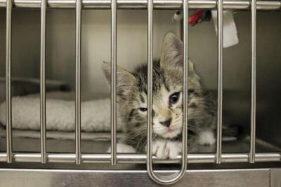 Animal Humane Society given national top workplace award for third year ...