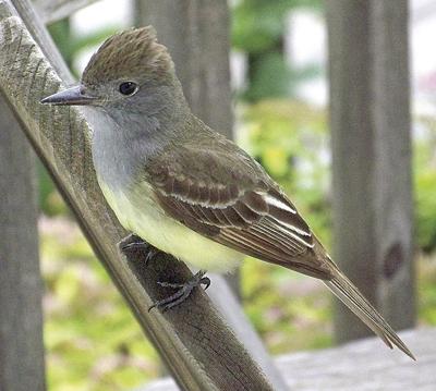 For the Birds: Great crested flycatcher | Community | hometownsource.com