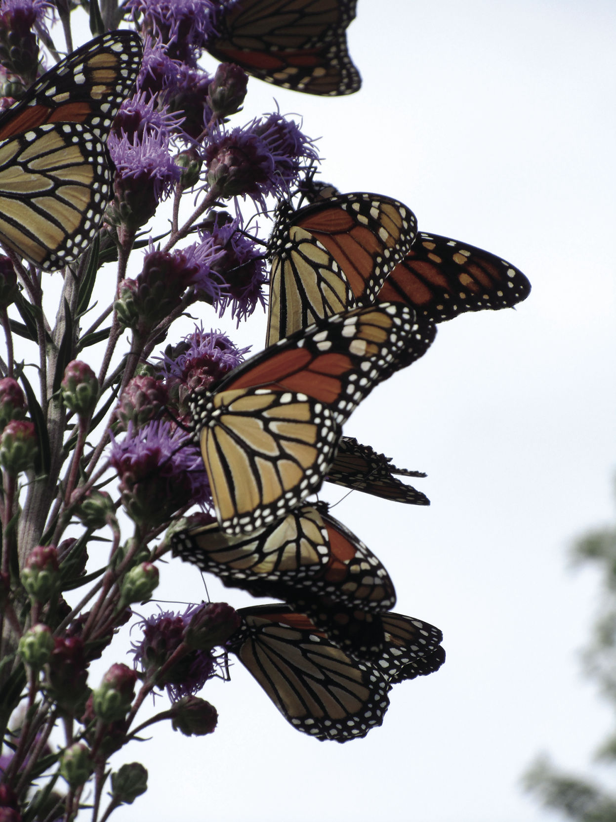 Just living is not enough for St. Louis Park butterflies | Free ...