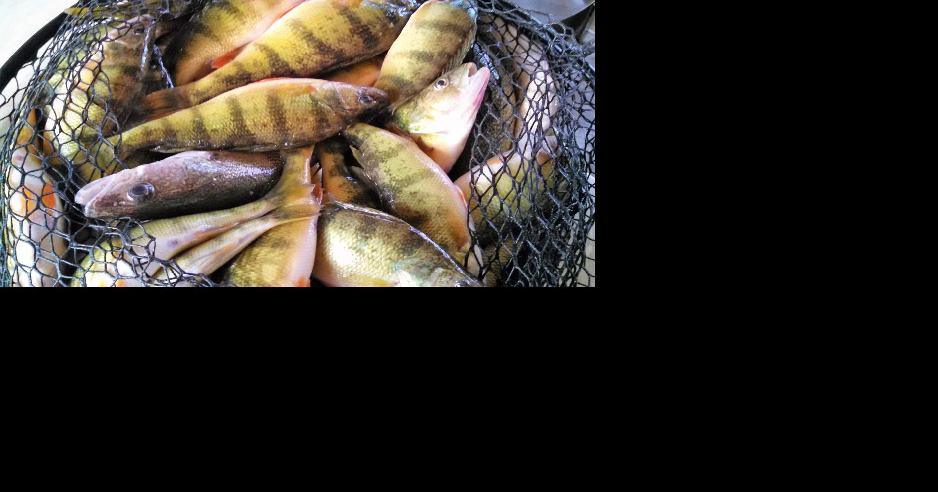 Outdoors column: The end of summer is perch time | Free ...