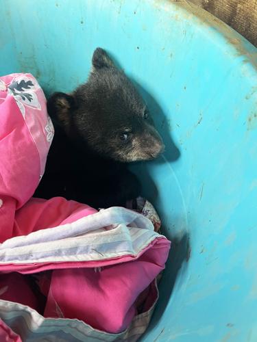 Injured bear cub, found in field, recovering from broken leg | Elk ...