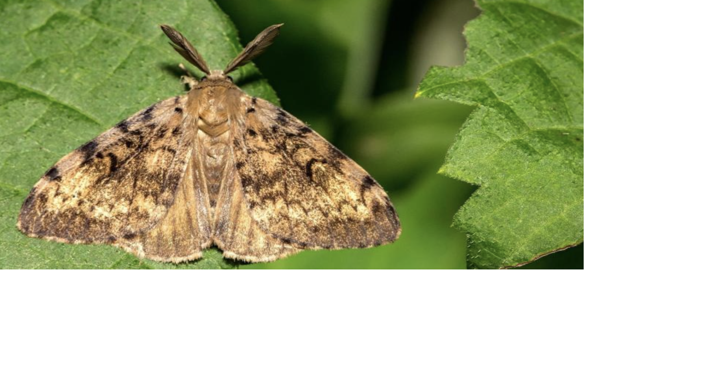 Houston County set to be battleground in war against moths | Local News ...