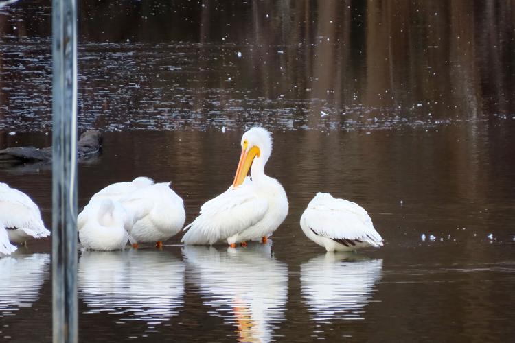 Lake life: The presents we all miss | News | hometownsource.com