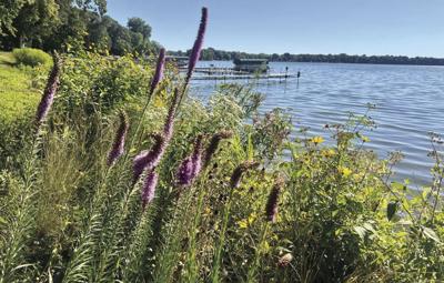 A healthy shore makes for a happy lake | Local News | hometownsource.com