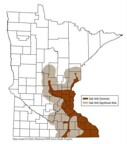 Prune oaks now to avoid oak wilt infection | Community | hometownsource.com