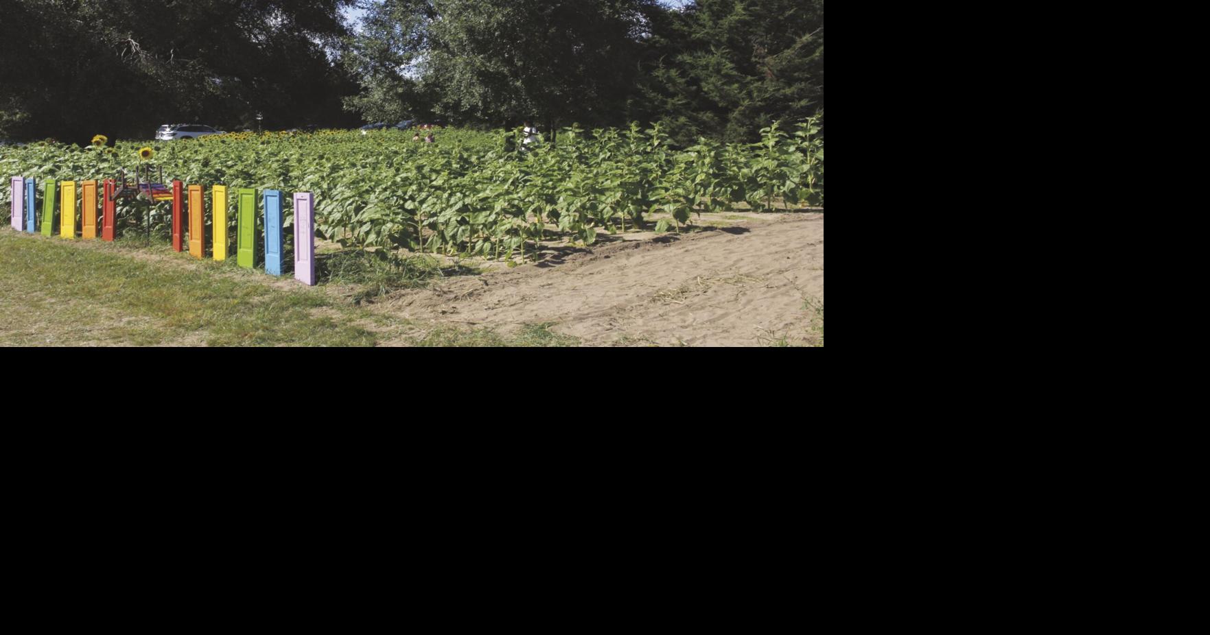 Andover Sunflower Fields open | Andover | hometownsource.com