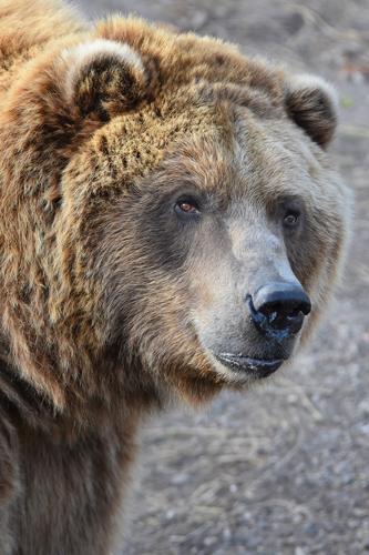 One of Minnesota Zoo’s brown bears dies | Free | hometownsource.com