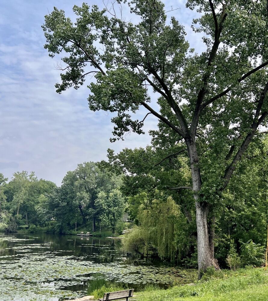 Edina seeks nominations for the 'Edina Tree Awards' | Free ...