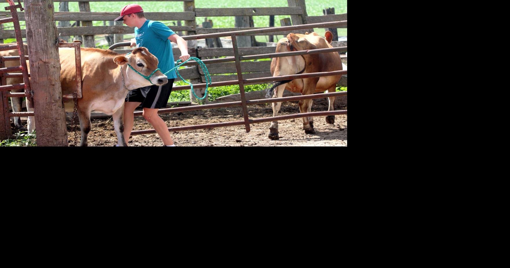 Cows make comeback at Sherburne County Fair | Monticello Times ...