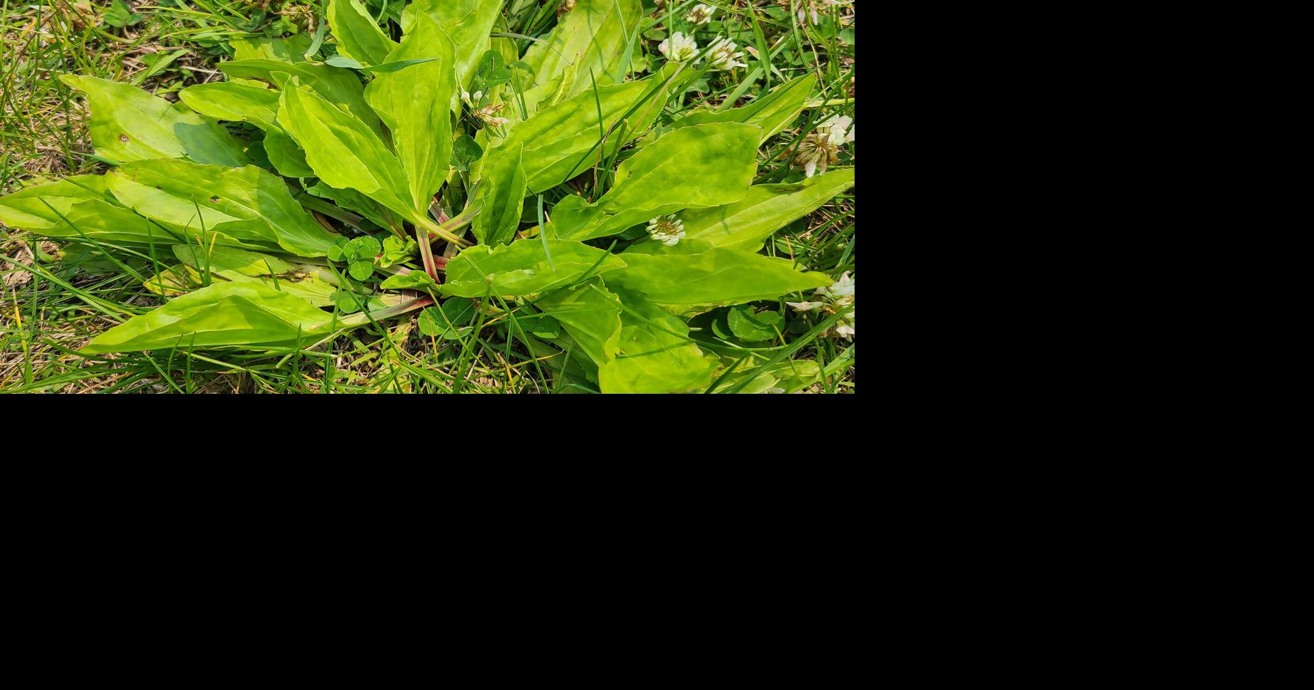 Prolific plant offers natural way to quell itchy mosquito bites ...