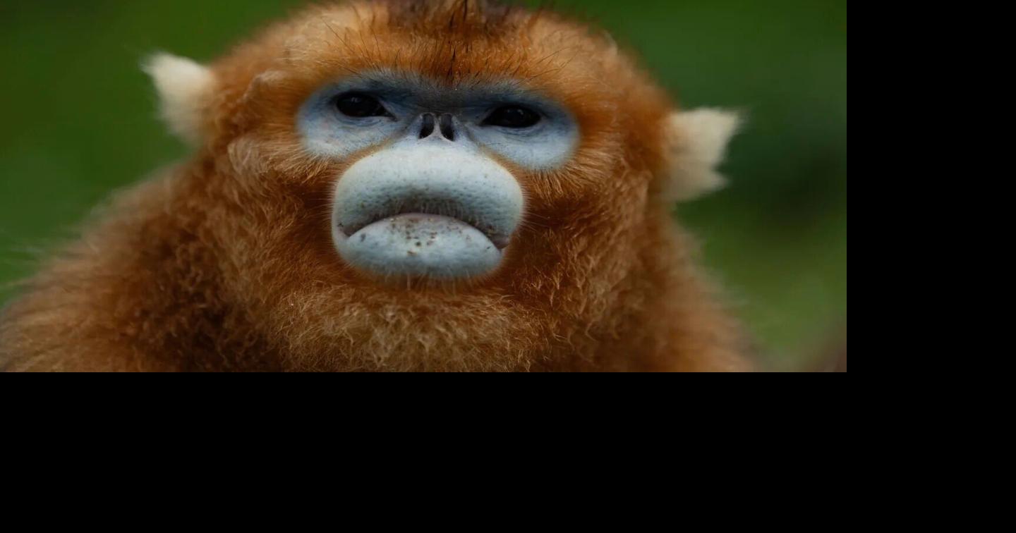 China’s rare golden monkeys a possible successor to ‘panda diplomacy ...