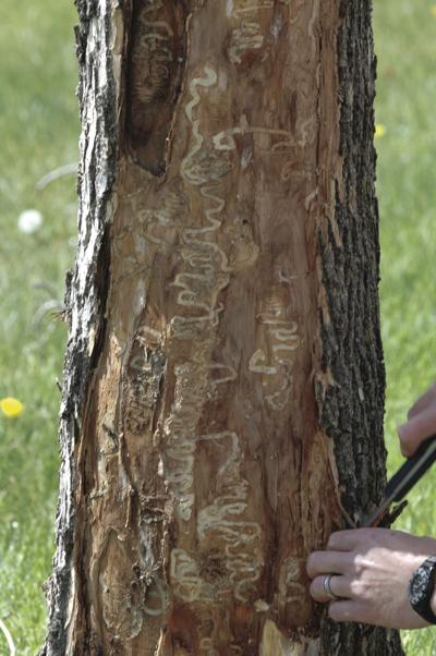 Cities give ashes the ax | Bayport | hometownsource.com