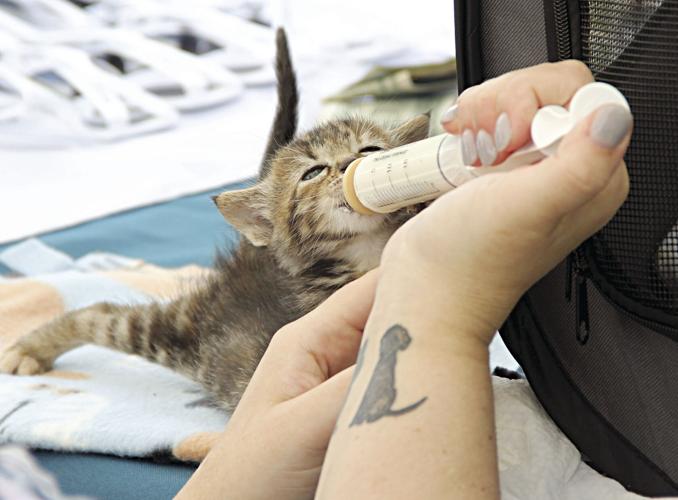 Dogs, kittens and snakes return to Keyes Park | Columbiaheights ...