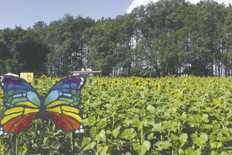 Andover Sunflower Fields open | Andover | hometownsource.com