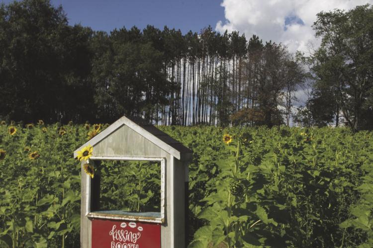 Andover Sunflower Fields open | Andover | hometownsource.com