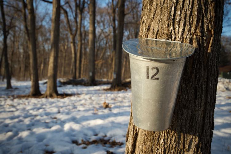 Maple tree tapping outing will return to Wayzata’s Big Woods | Free ...