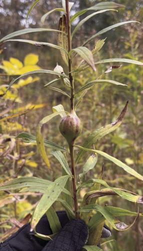 Leave some for the birds and bees, please | Local News | hometownsource.com