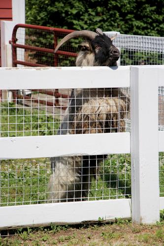 Future funding for Minnesota Zoo remains uncertain | Free ...