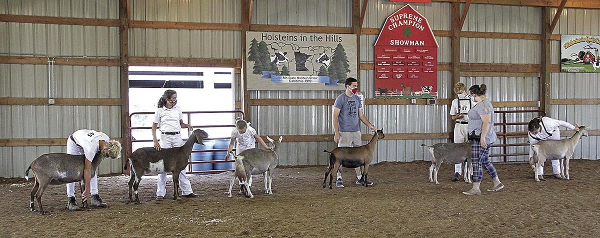 Houston County 4-H Livestock Show 2020 | Local News | hometownsource.com