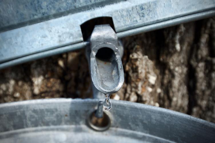Maple tree tapping outing will return to Wayzata’s Big Woods | Free ...