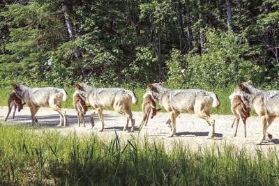 Research shows humans have altered relationship between wolves and deer ...