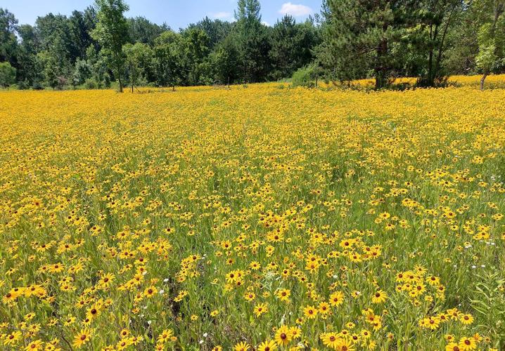 Bird’s-eye bloom: Flowers turn field into aerial landmark | Community ...