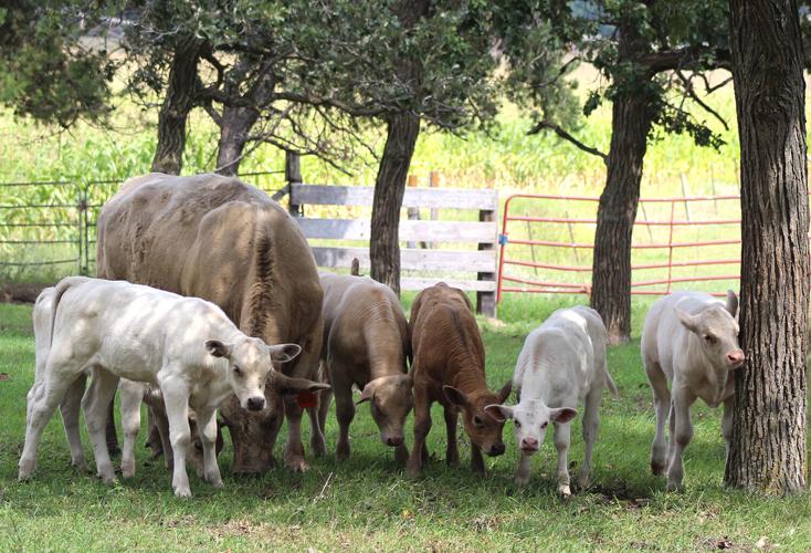 Fifty years of memories raising beefaloes | Morrison County Record ...