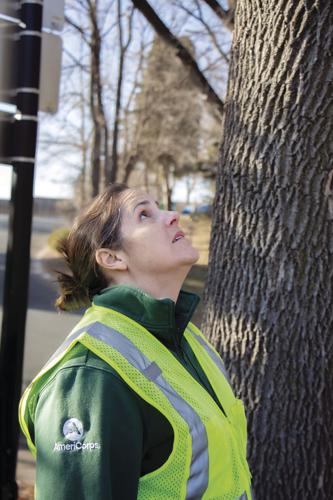 St. Louis Park gains major DNR grants to address emerald ash borer | St ...