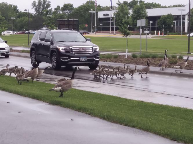 Critter crossings abound along St. Louis Park streets and highways | St ...