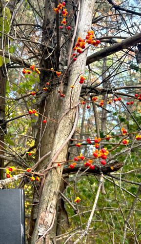 Invasive Round Leaf Bittersweet -- not a decoration | Community ...