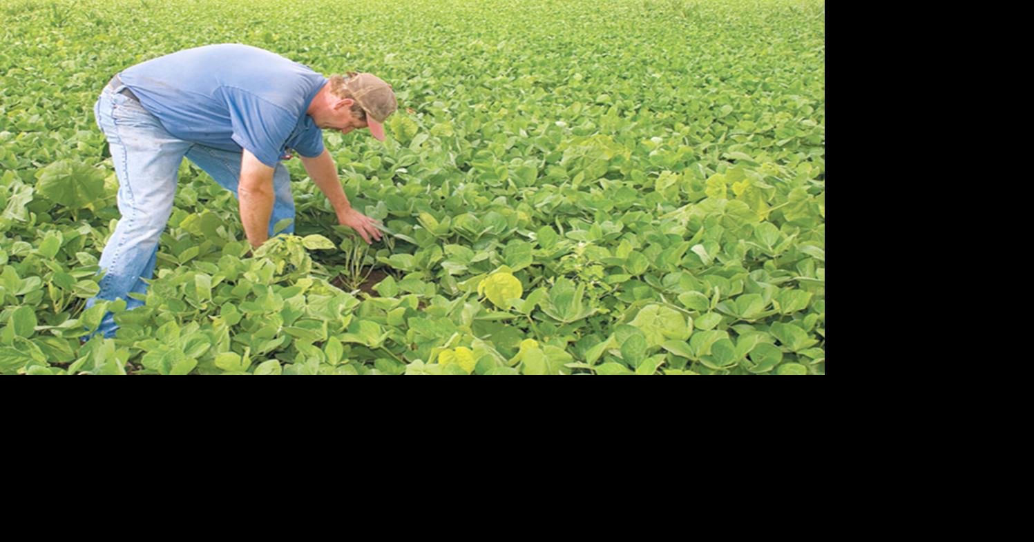 Let’s talk biologicals in corn and soybeans | Morrison County Record ...