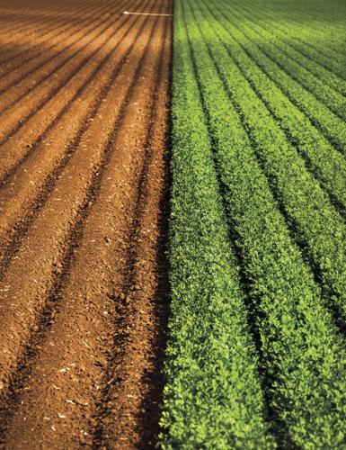 Rooting into resilient soils | Community | hometownsource.com