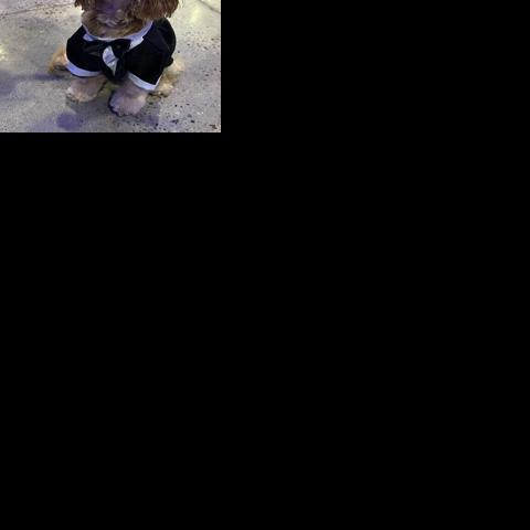 Dressed to the ca-nines at Whisker Whirl | Free | hometownsource.com