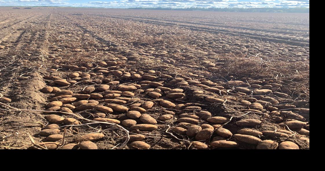 R.D. Offutt Farms’ annual Potato Field Days a success | Morrison County ...