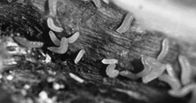 Crops session addresses soybean gall midge biology and management ...