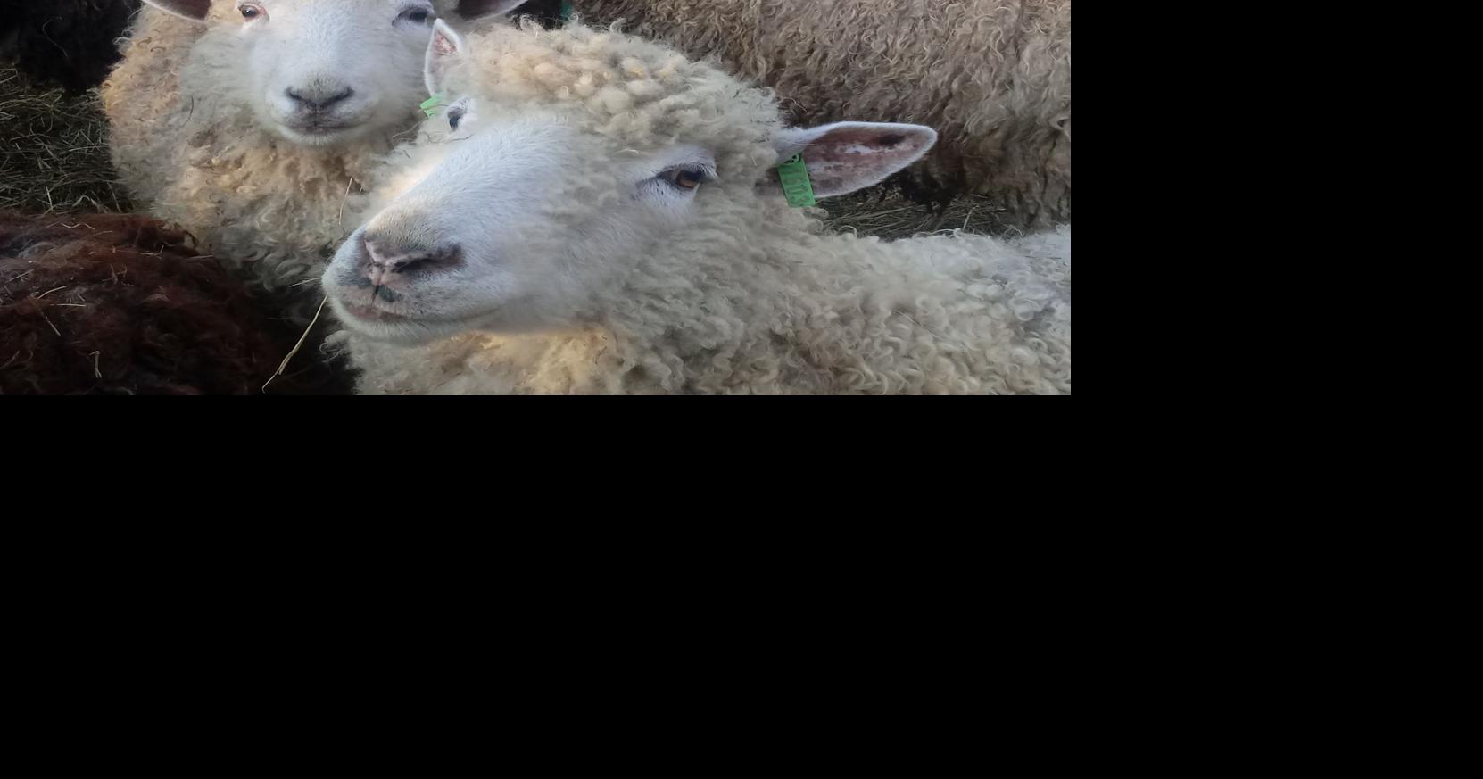 Fiber farming fun in the fall | Community | hometownsource.com