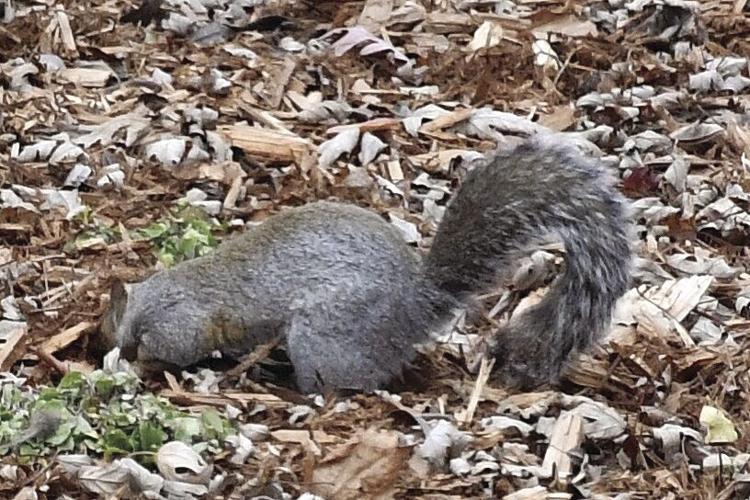 Lake life: Who gets the acorn? | Local News | hometownsource.com