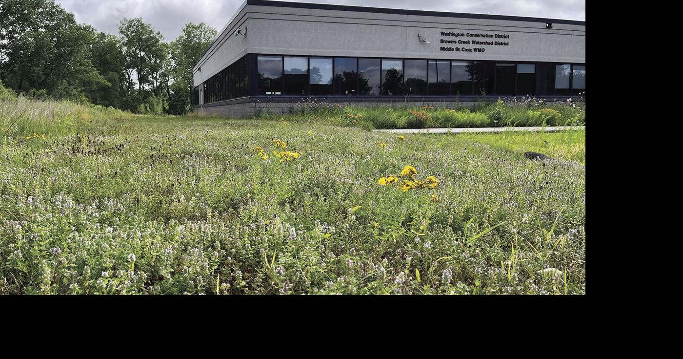 Bee lawns and benefits of slow mow summer | Local News | hometownsource.com