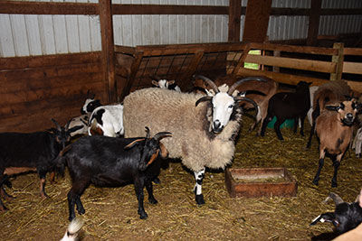 Up North Animal Encounter Petting Zoo provides hands-on education ...