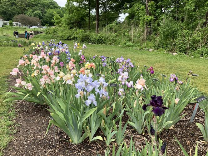 Hundreds of azaleas to bloom at Arb | Community | hometownsource.com