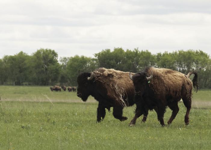 Bison come back at Belwin | Arts & Entertainment | hometownsource.com